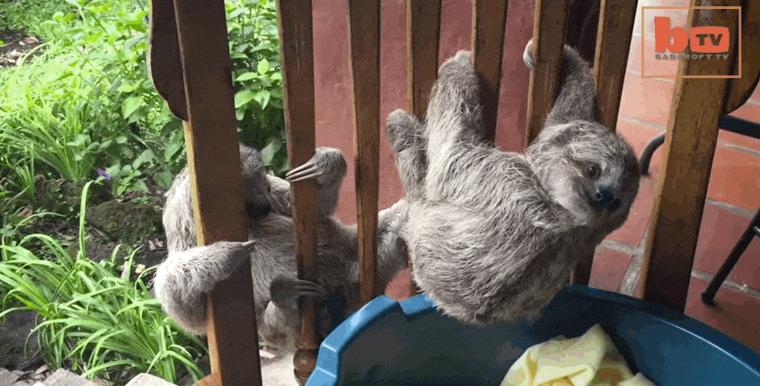 Baby Sloths Are Too Little To Climb Trees ... So They Use A Rocking Chair