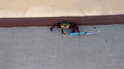 Crab With Knife Bravely Fends Off Idiot With Camera