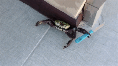 Crab With Knife Bravely Fends Off Idiot With Camera
