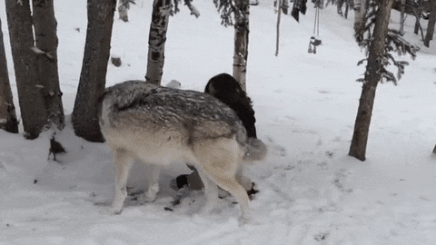 Loyal Wolf Can’t Stop Kissing His Favorite Person