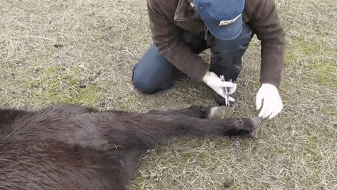 Grateful Horse Says 'Thank You' To Man Who Freed Him From Chains