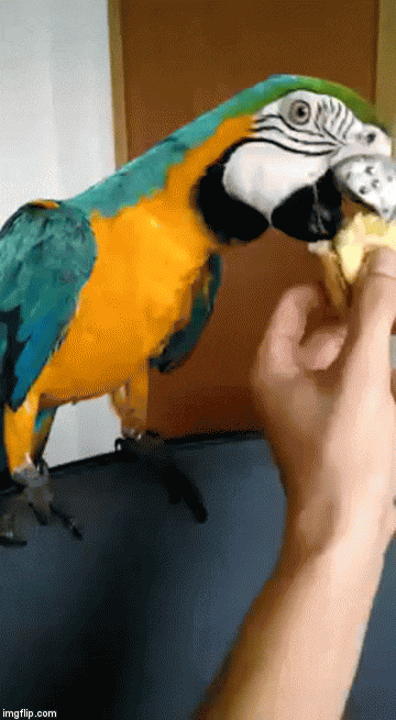 Bird Born With Broken Beak Gets Some Much-Deserved Bling