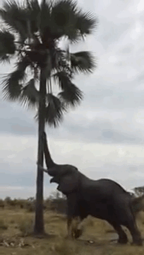These 5 Tree-Climbing Elephants Prove Anything Is Possible
