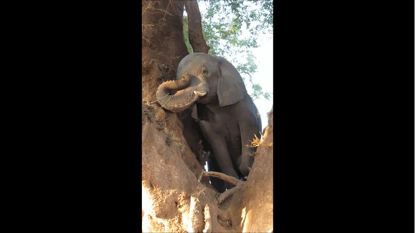 These 5 Tree-Climbing Elephants Prove Anything Is Possible