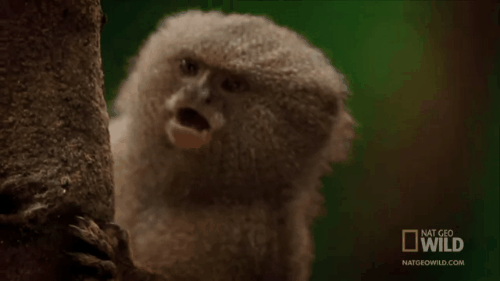 9 Marmosets To Be So Thankful For This Holiday Season