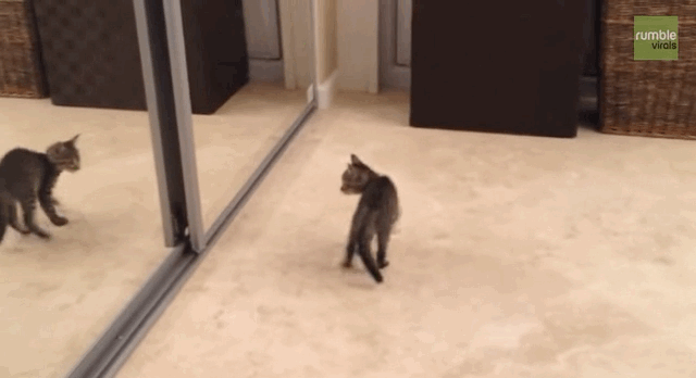 Tough Kitten Battles Ultimate Enemy: His Own Reflection