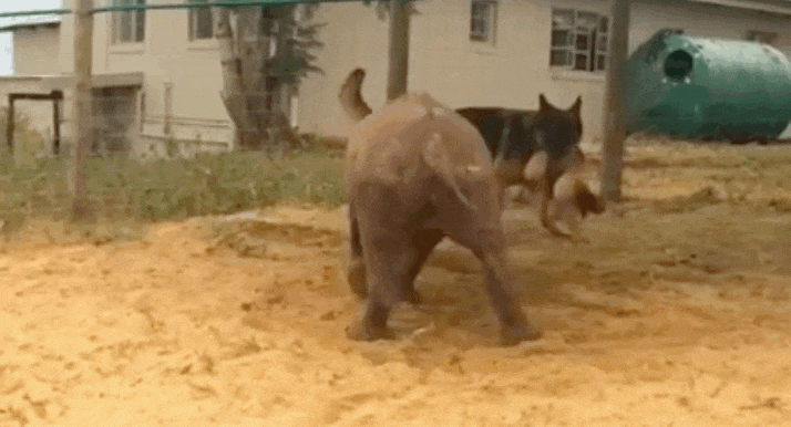 Dog Teaches His Orphaned Rhino The Sweetest Game