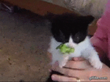 11 Cats and Dogs Who Totally Don't Get Why Some People Hate Broccoli