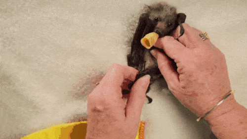 Watch These Baby Bats Get Wrapped Up In Blanket Burritos
