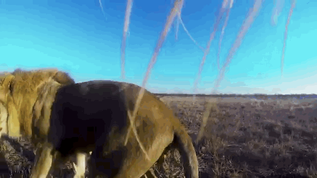 Lions Pounce At The Chance To Be On Film