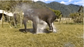 Freed Elephant Discovers The Joy Of Dancing In Sprinklers