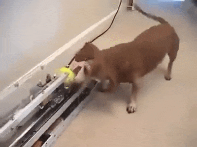 Genius Dog Figures Out How To Play Fetch All By Himself