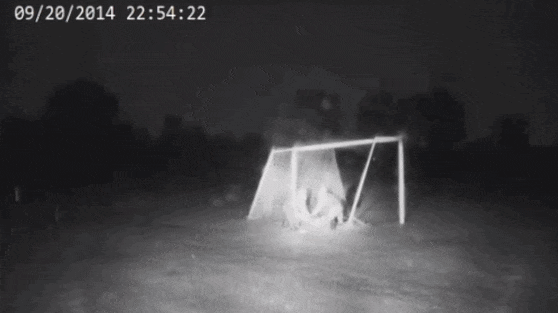 2014's Most Inspiring Animal Rescues Will Restore Your Faith In Humanity