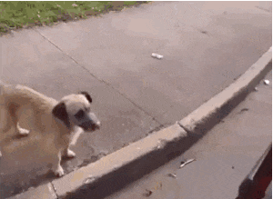 Loyal Dog Chases Down Ambulance To Stay By Sick Owner's Side