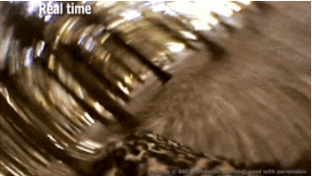 Take A Thrilling Ride Upon A Hawk Flying Full Speed Through The Forest