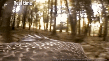 Take A Thrilling Ride Upon A Hawk Flying Full Speed Through The Forest