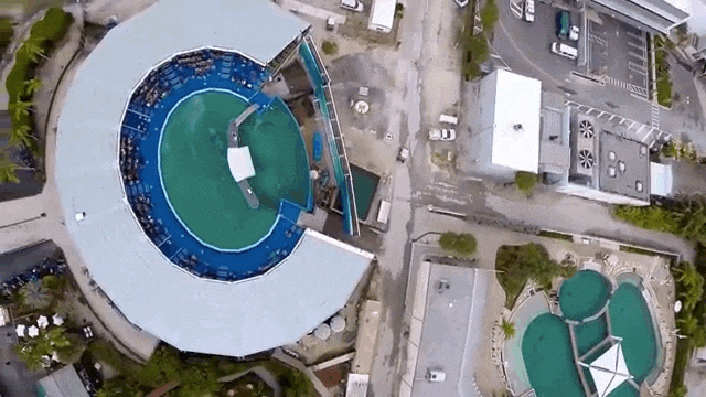 Drone Footage Reveals The Loneliest Orca’s Tiny Tank