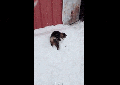 Adventurous Cat Has A Blast Leaping Through The Snow