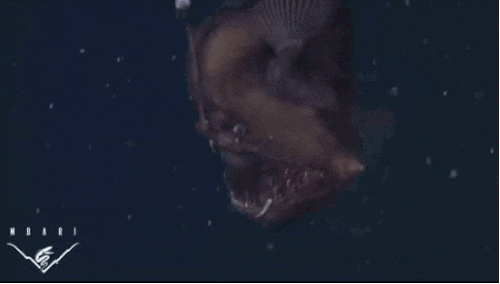8 Underwater Creatures Who Blew Our Minds This Year