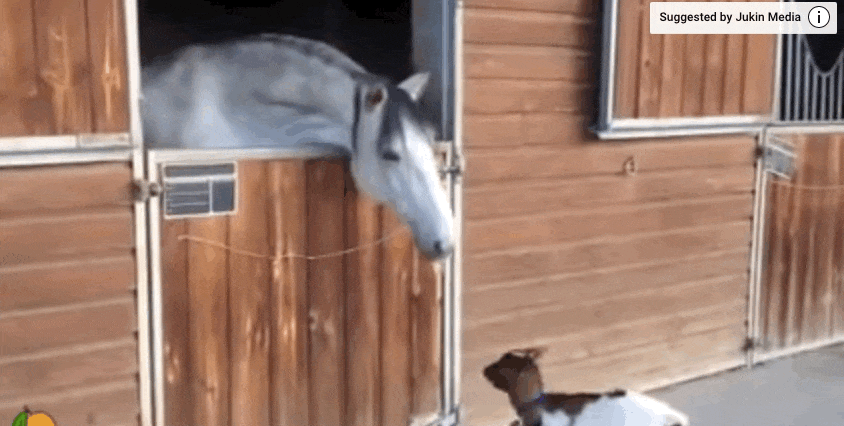 Baby Goat Head Butts His Way Into A New Friendship