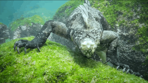 Amazing Footage Shows Giant 'Monster' Lizard Swimming Through Ocean