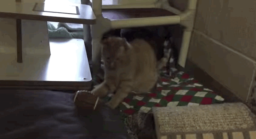 Shelter Makes Adorable 'Deflategate' Parody Featuring Adoptable Pets