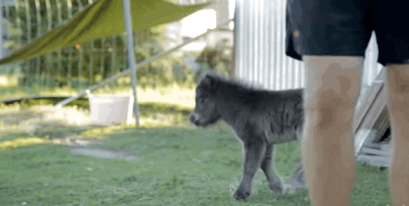 Little Horse Is Committed To Running Around FOREVER