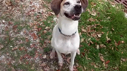 Shelter Dog Gets Out For A Day To Do All Her Favorite Things