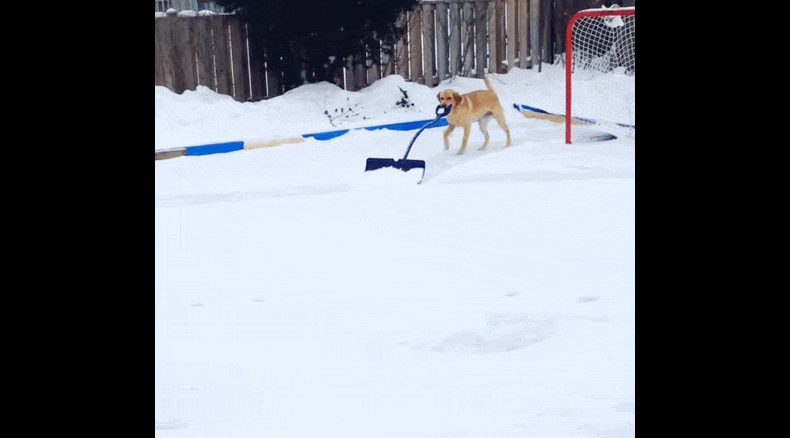 Helpful Dog Tries To Shovel Her Family's Backyard