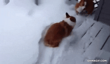 12 Dogs Who Really Didn't Expect The Snow To Be This Deep
