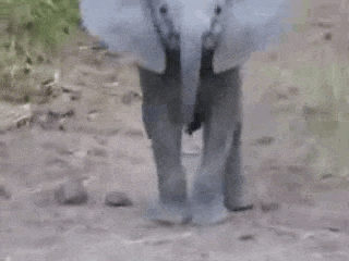 Baby Elephant Learns To Charge, Wins The Internet