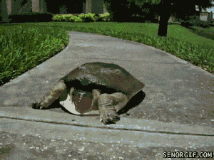 19 Turtles (And Tortoises!) You Can't Believe Even Exist