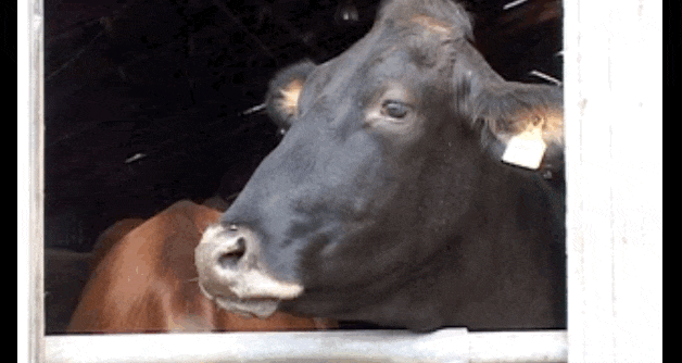 Happy, Dancing Cows Are Really, REALLY Excited Spring Is Here