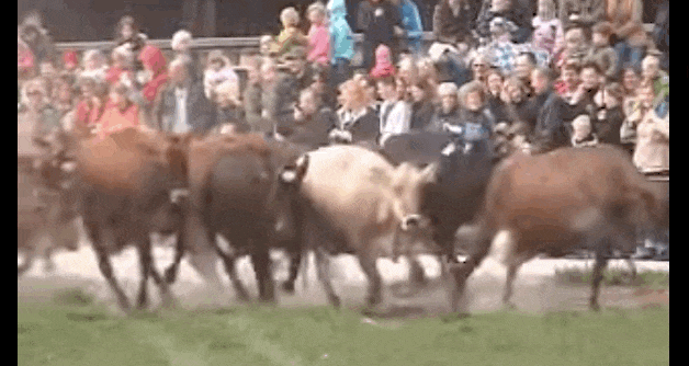 Happy, Dancing Cows Are Really, REALLY Excited Spring Is Here