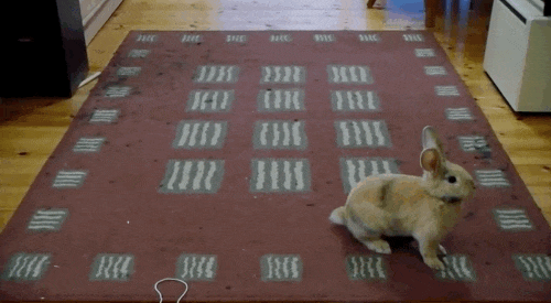 26 Bunnies Who Are Literally Jumping For Joy