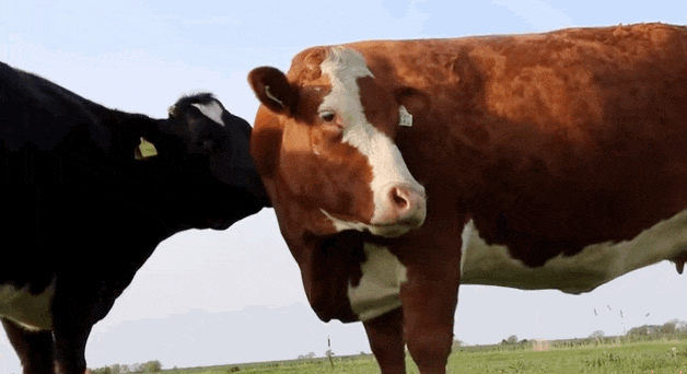 Slightly Overbearing Cow Just Really LOVES Love