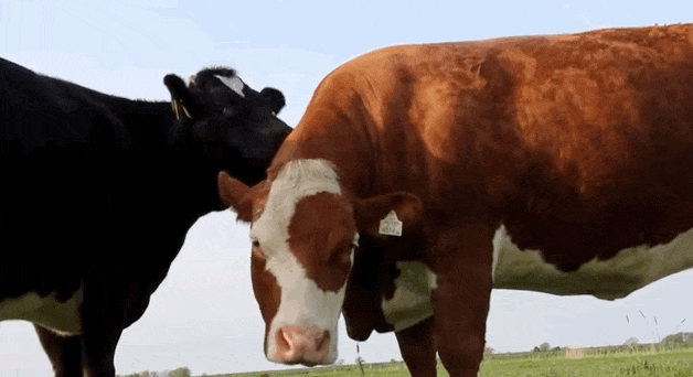 Slightly Overbearing Cow Just Really LOVES Love