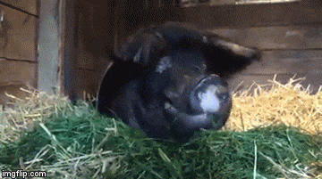 Rescued Senior Pig Purrs When He Eats Out Of His Dad's Hands