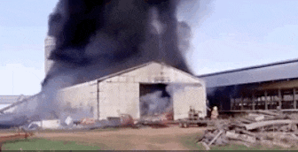 Pig Who Saved Himself From Farm Fire Has The Most Beautiful Eyes